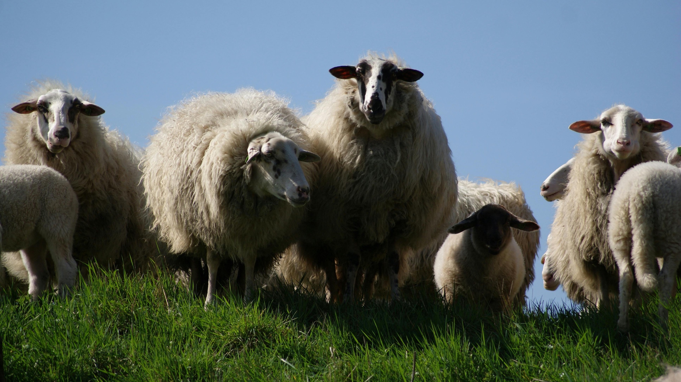 You're Not the Chief Shepherd: A Reminder for Pastors and Church ...